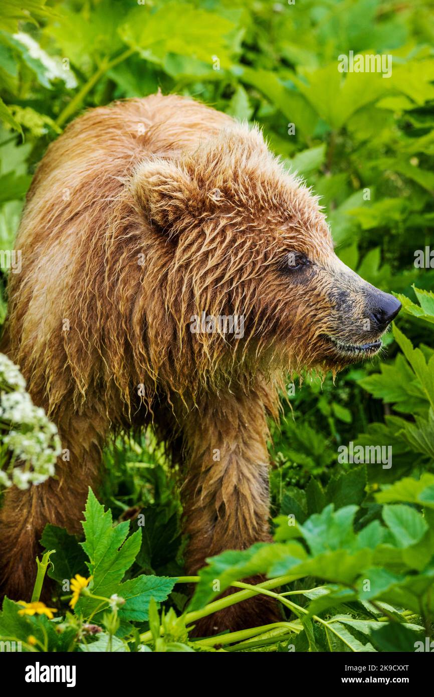Brown bear cub; (Ursus arctos horribilis); Grizzly Bear; Ursus arctos horribilis; Frazer Lake ...