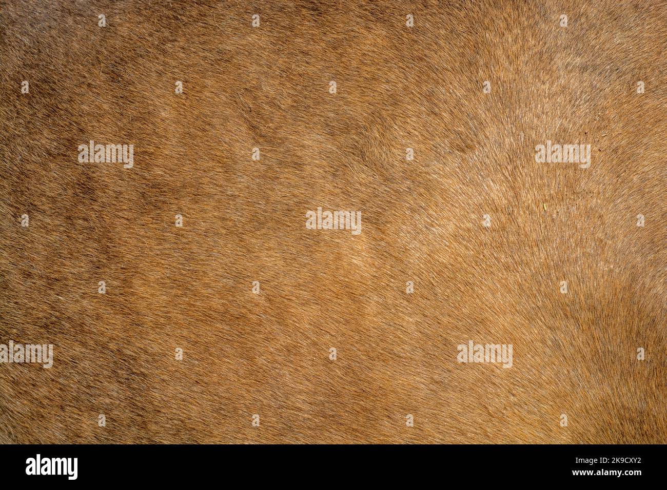 Brown fur texture background Stock Photo - Alamy
