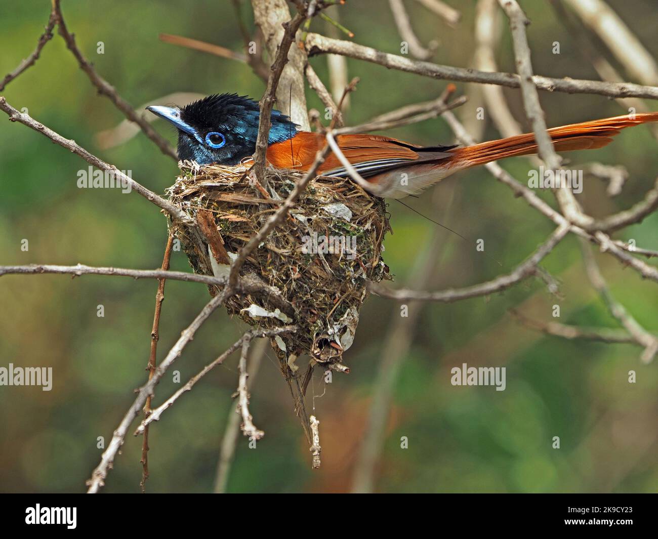 male African Paradise Flycatcher (Terpsiphone viridis) with long tail ...