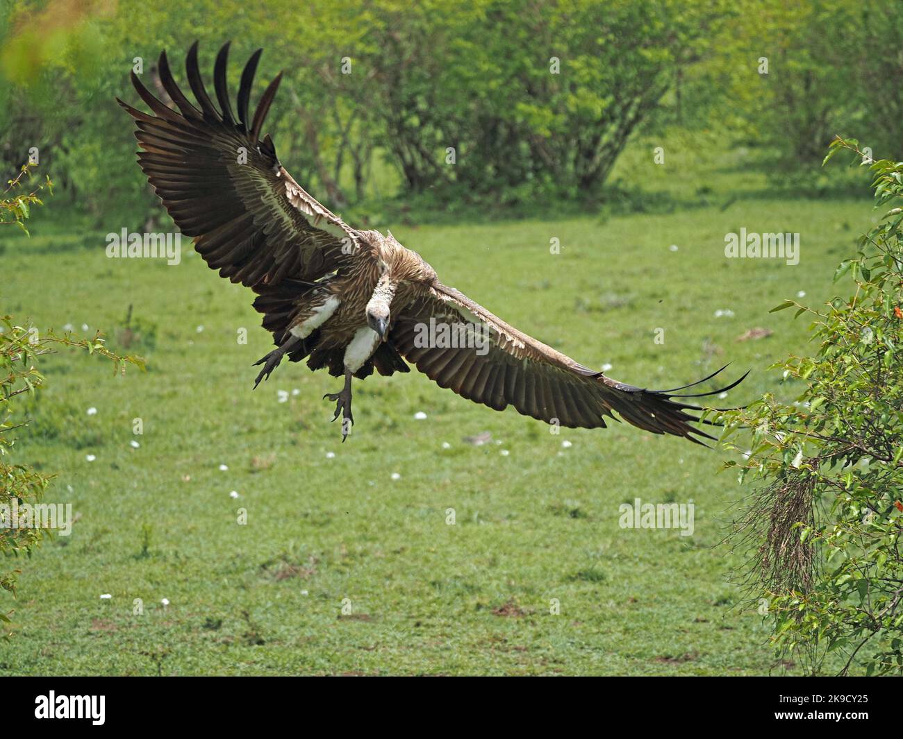 single African White-backed Vulture ((Gyps africanus) landing with ...