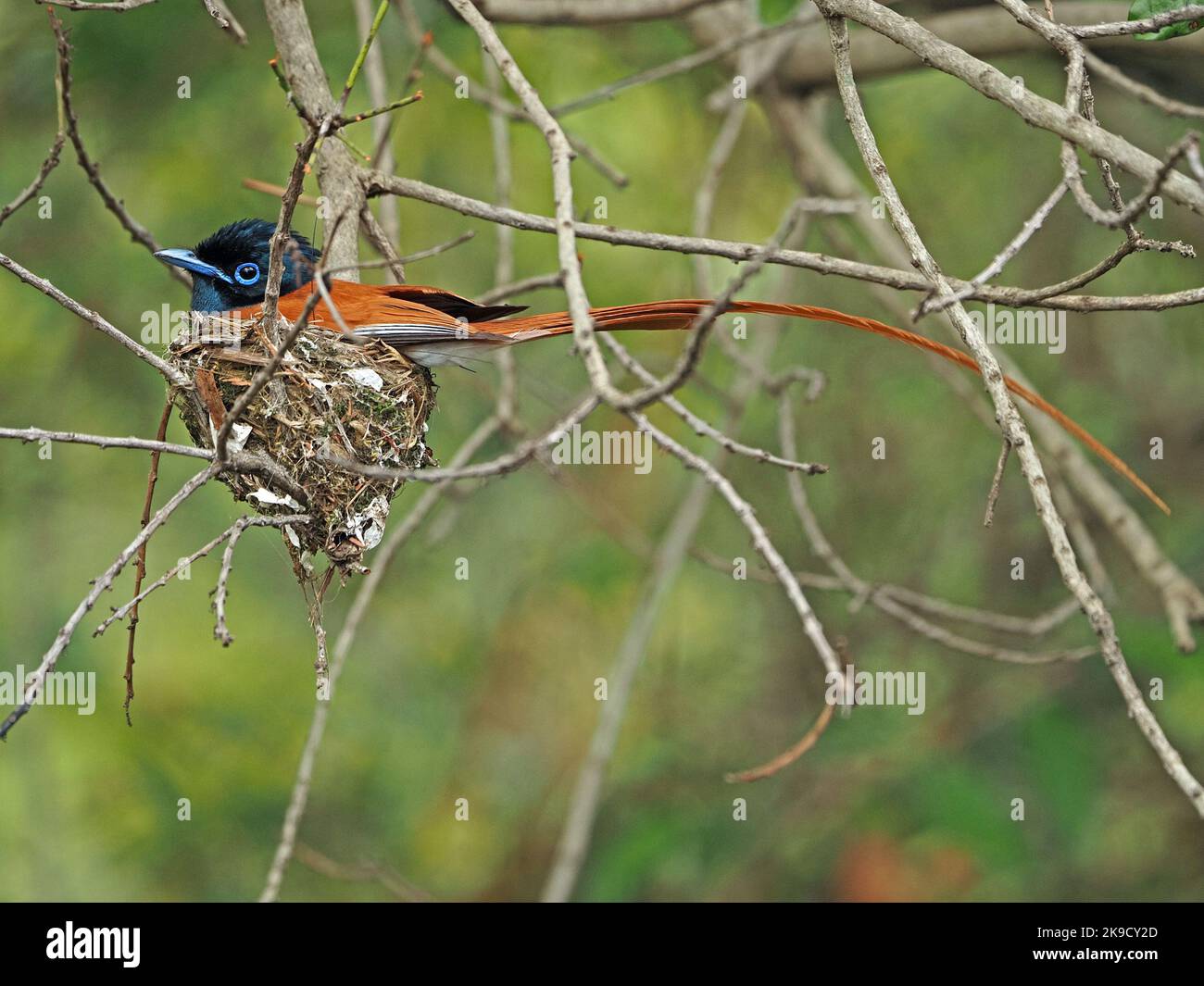 male African Paradise Flycatcher (Terpsiphone viridis) with long tail ...
