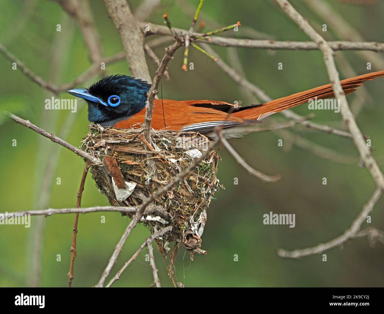 male African Paradise Flycatcher (Terpsiphone viridis) with long tail ...