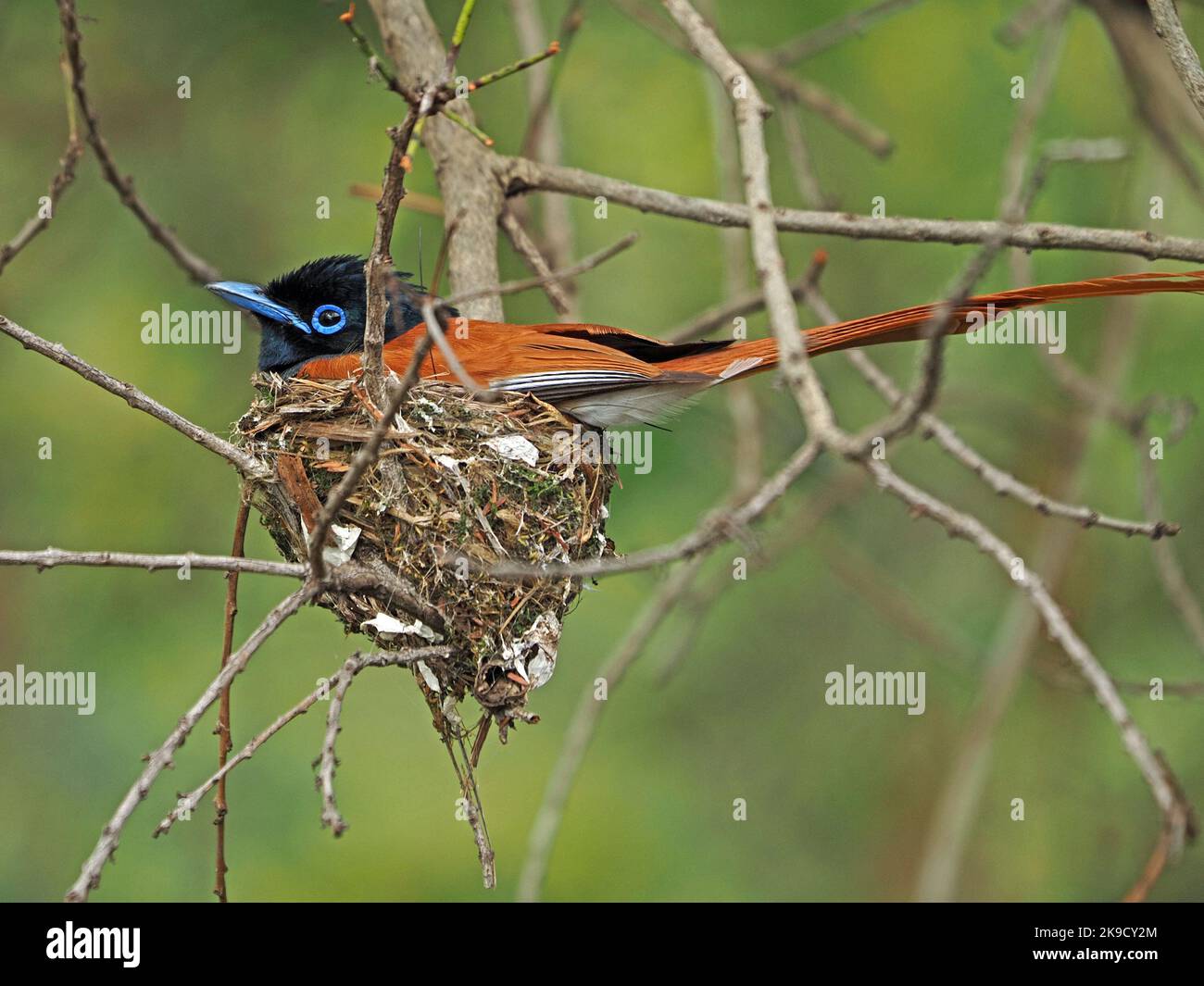 Long tail flycatcher hi-res stock photography and images - Alamy