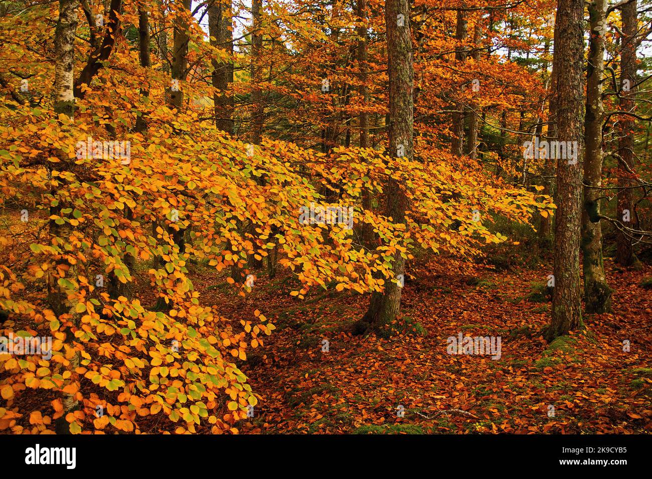 Park autumn trees leaves hi-res stock photography and images - Alamy