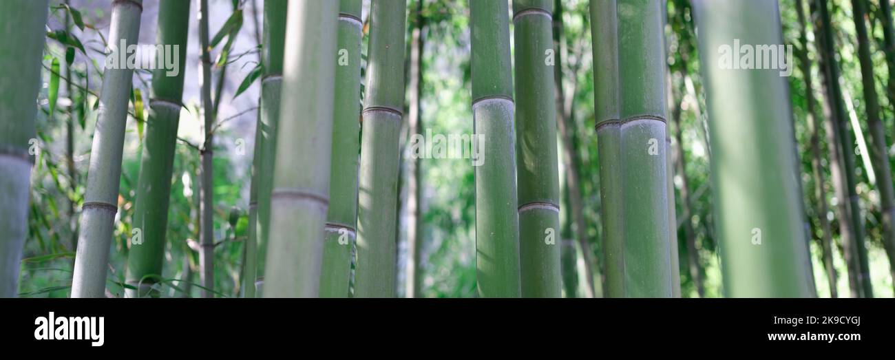 Unique bamboo hi-res stock photography and images - Alamy