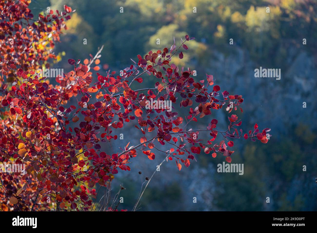 a group of colorful leaves bending over edge of quarry Stock Photo - Alamy