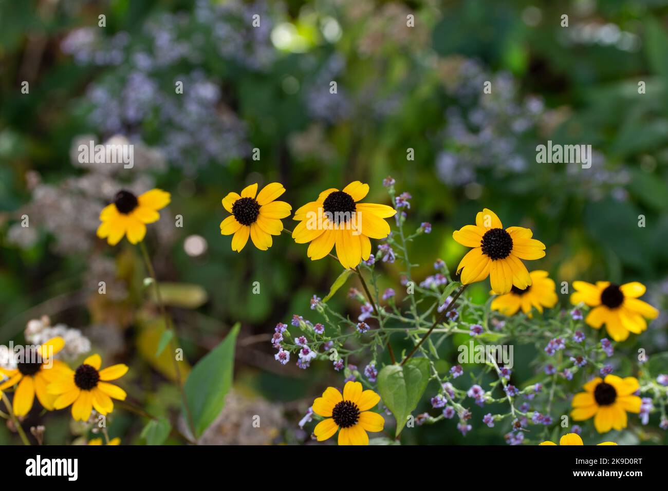 Macro view of yellow blooming brown-eyed susan (rudbeckia triloba ...