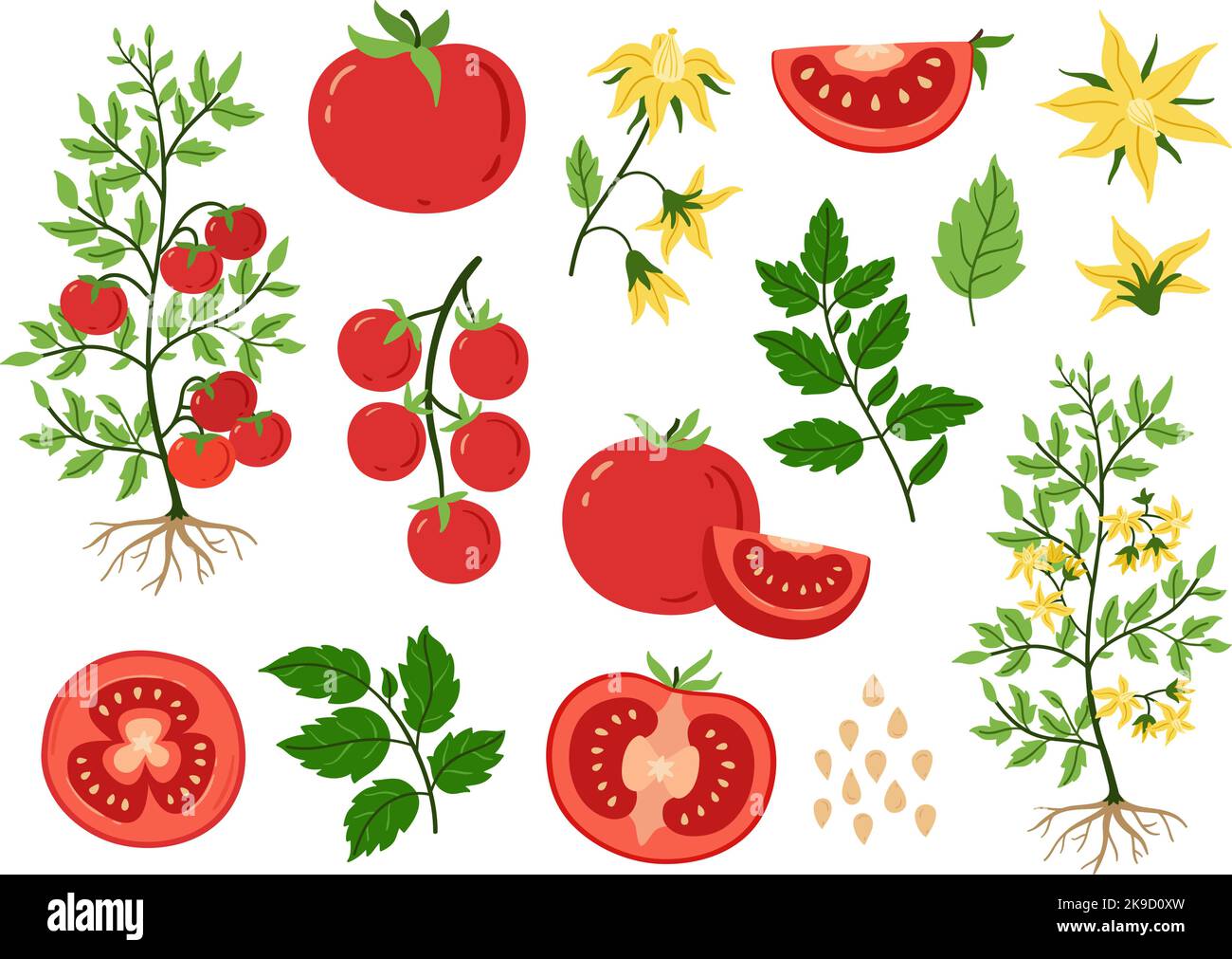 Red tomato. Fruits plant and seeds, blossoms and branches with leaves. Sliced tomatoes ...