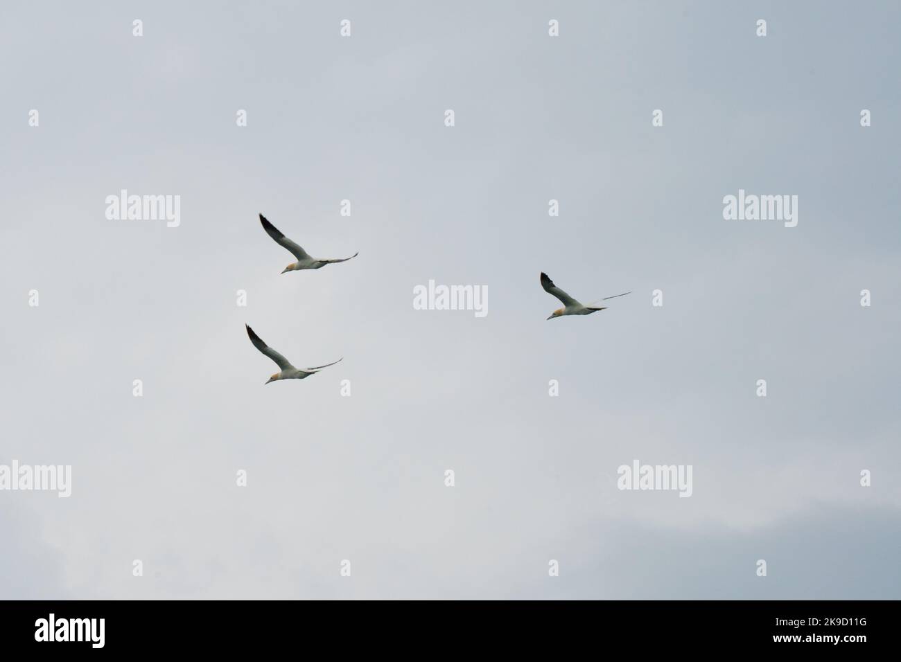 Three northern gannet flying synchronized. Cloudy sky. France Stock ...