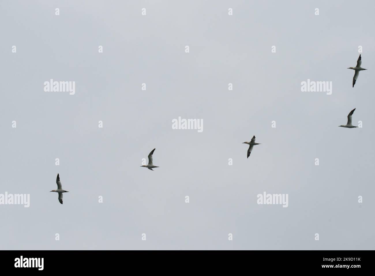 Group of five northern gannet flying in a cloudy sky. France Stock ...