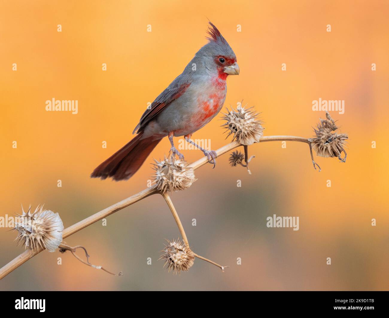 Pyrrhuloxia bird cardinal hi-res stock photography and images - Alamy