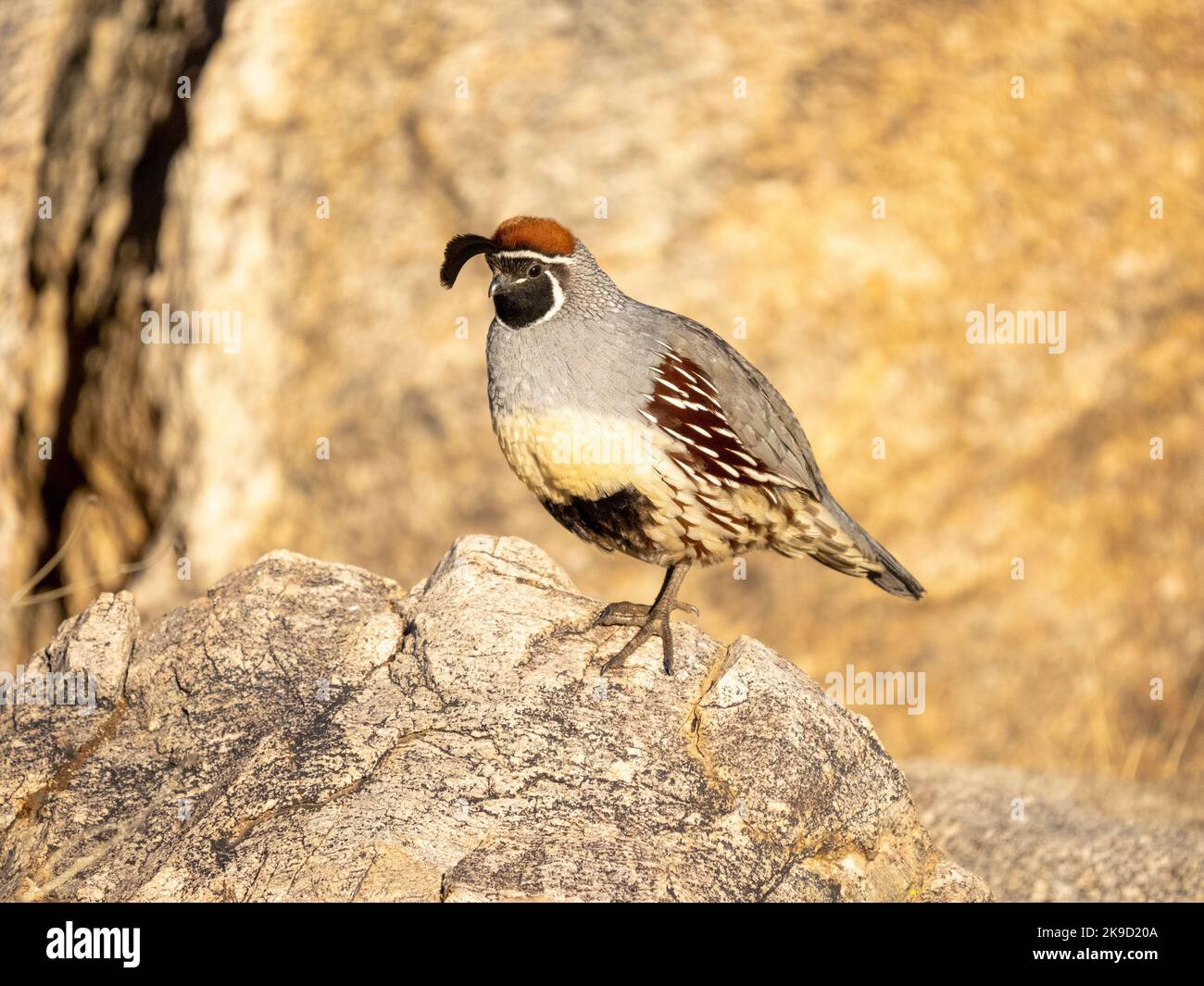 Gambel's Quail, Marana, near Tucson, Arizona Stock Photo - Alamy