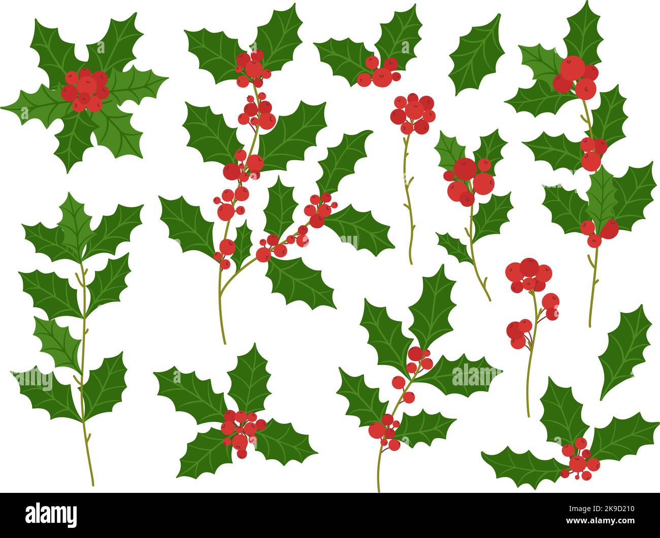 Holly branches. Christmas holiday decoration branch with red berries ...