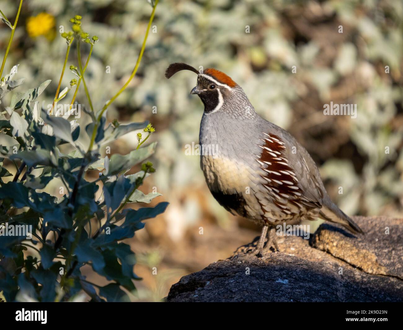 Gambel's Quail, Marana, near Tucson, Arizona Stock Photo - Alamy