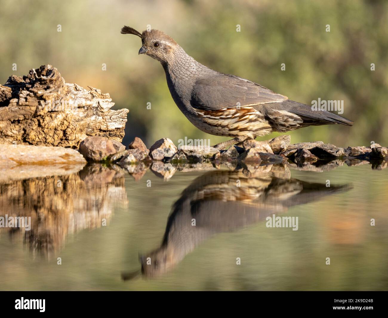 Gambel's Quail, Marana, near Tucson, Arizona Stock Photo - Alamy