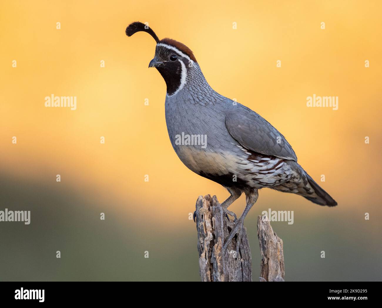 Gambels quail male perched hi-res stock photography and images - Alamy