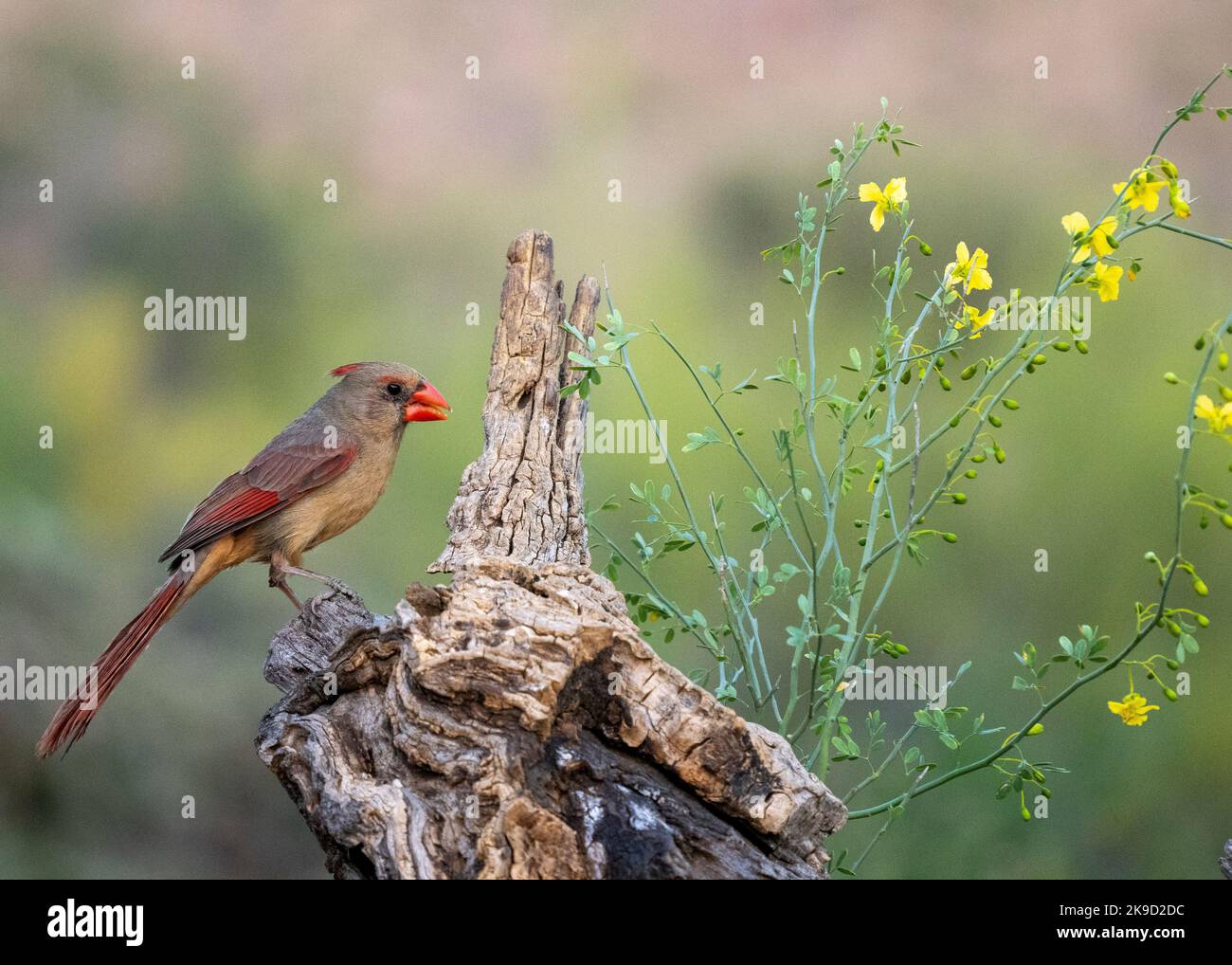 Northern Cardinal, Marana, near Tucson, Arizona Stock Photo - Alamy