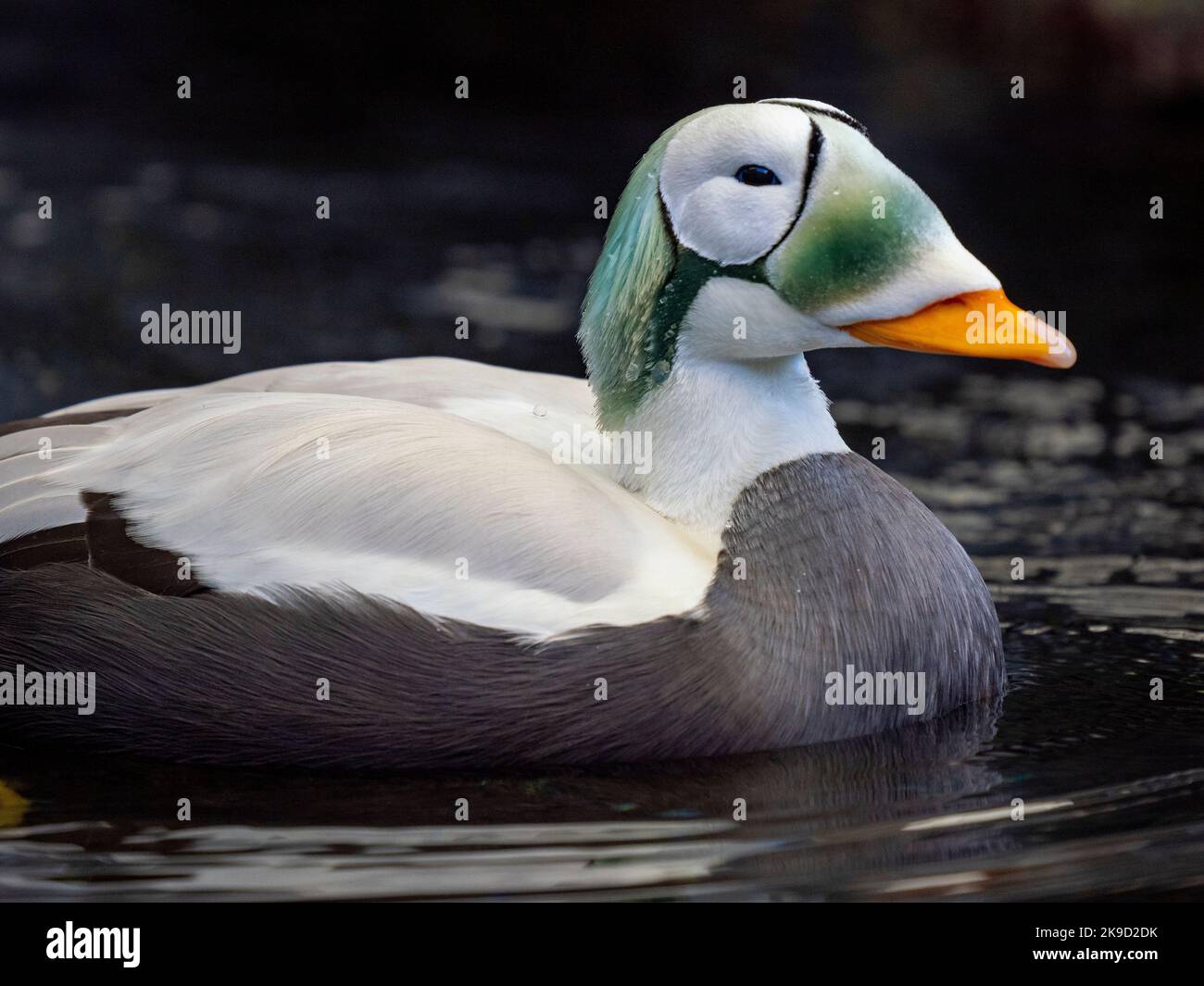 Spectacled Eider, Alaska Sealife Center, Resurrection Bay, Seward ...