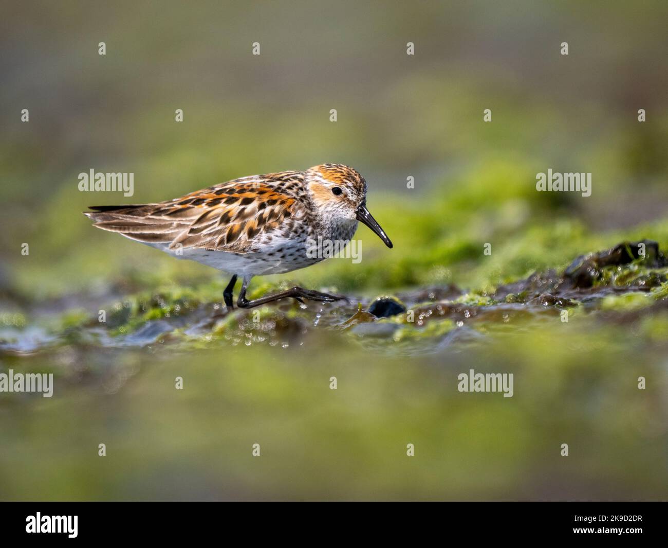 Western Sandpiper at the head of Resurrection Bay, Seward, Alaska Stock ...