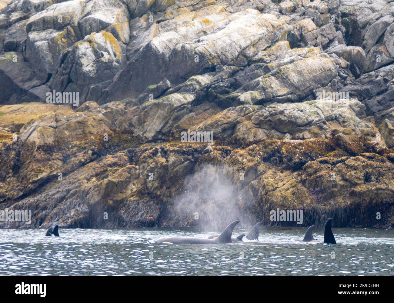 Pod of Orcas, Kenai Fjords National Park, near Seward, Alaska Stock ...