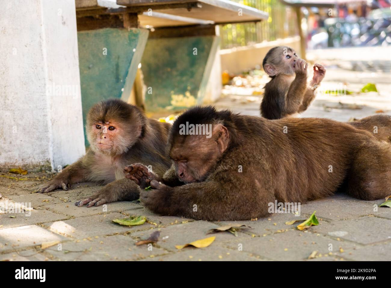A family of capuchin monkeys looking concerned on the street Stock ...