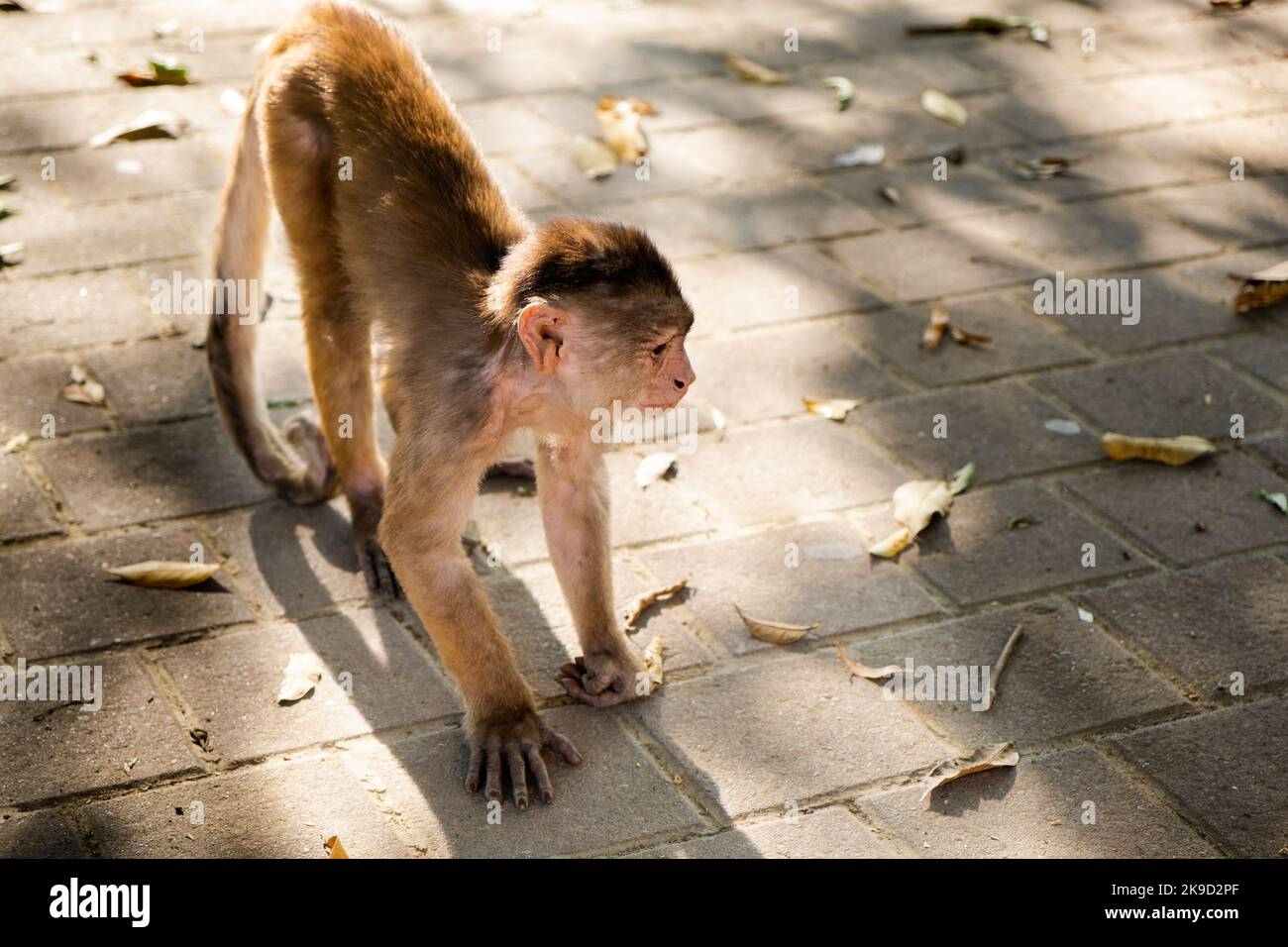 Monkey wrinkled face hi-res stock photography and images - Alamy