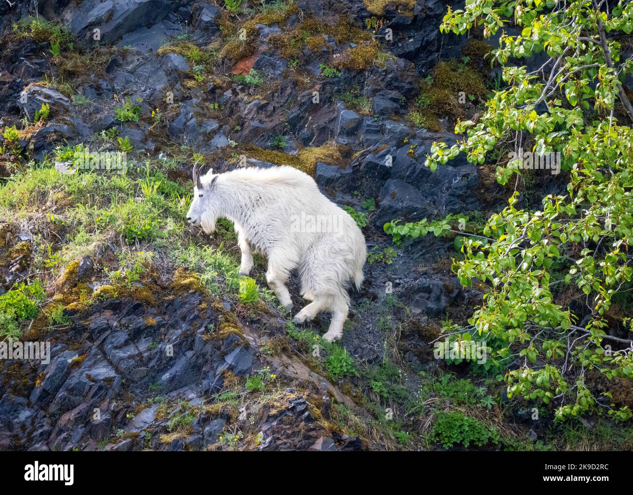 Mountain Goat, Kenai Fjords National Park, near Seward, Alaska Stock ...