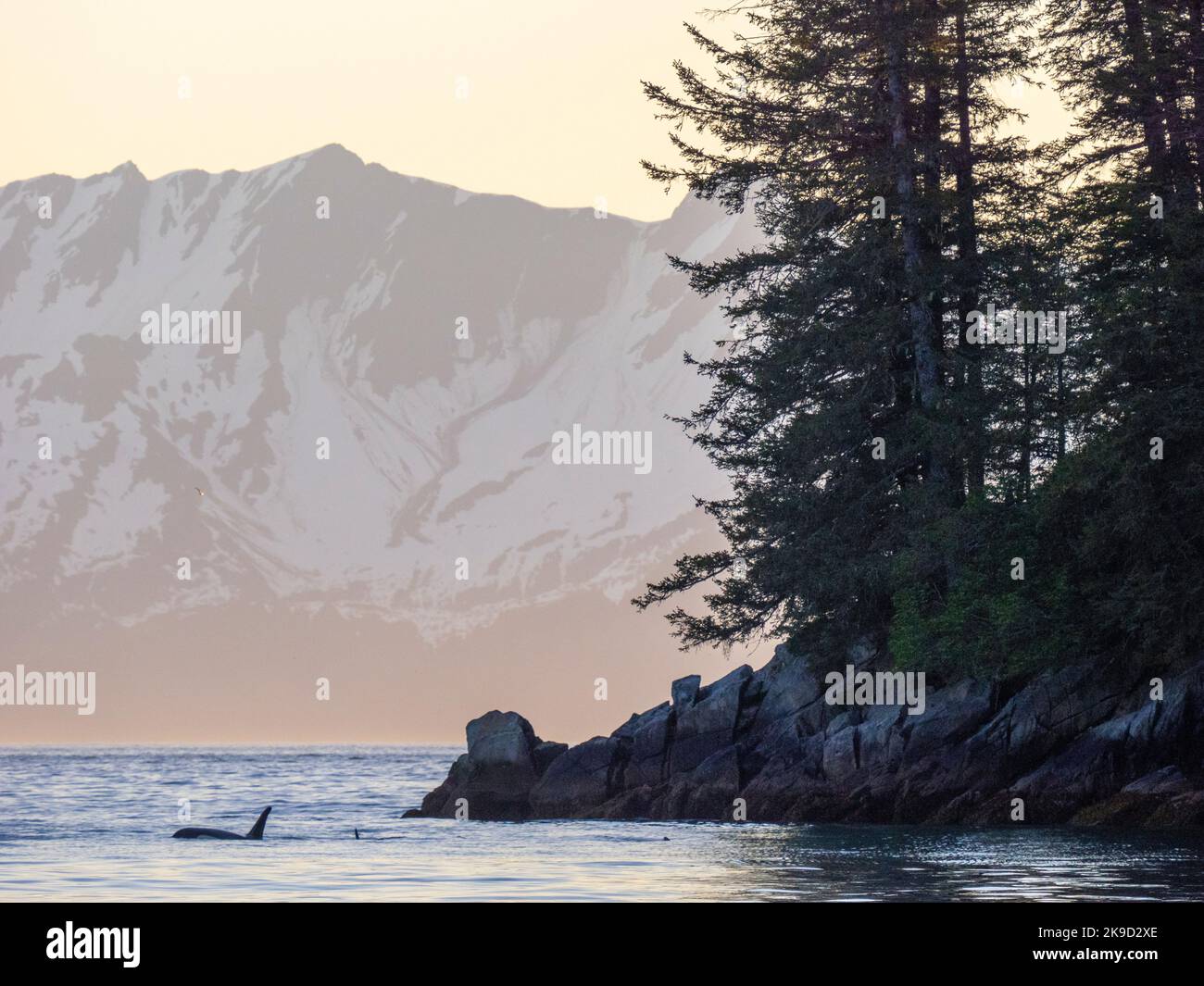 Orca in Kenai Fjords National Park, near Seward, Alaska Stock Photo - Alamy