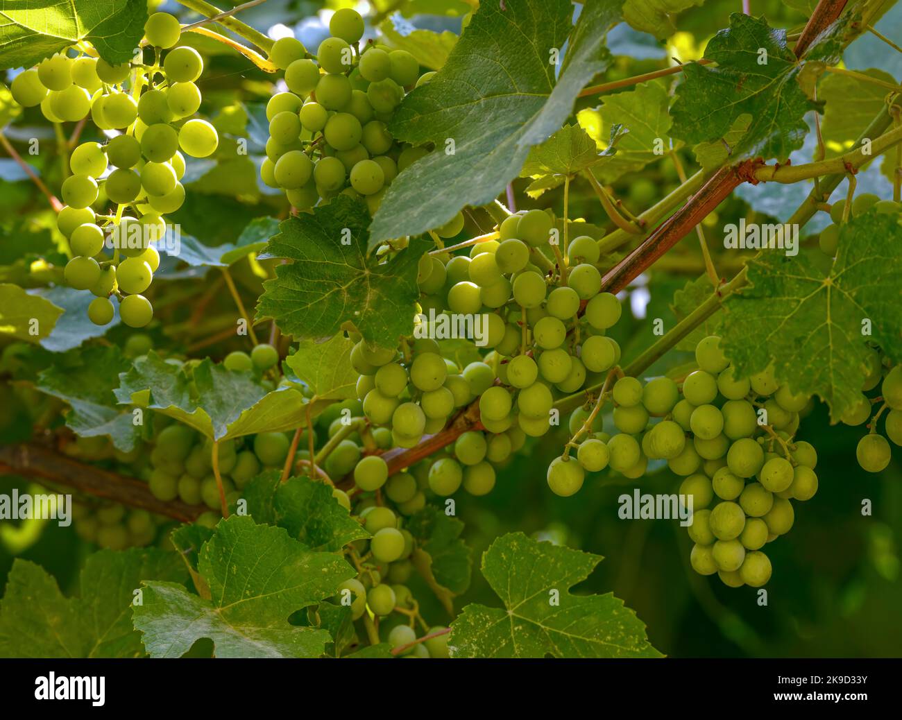 Close-up growing clusters of grapes are in green shadow under lush ...