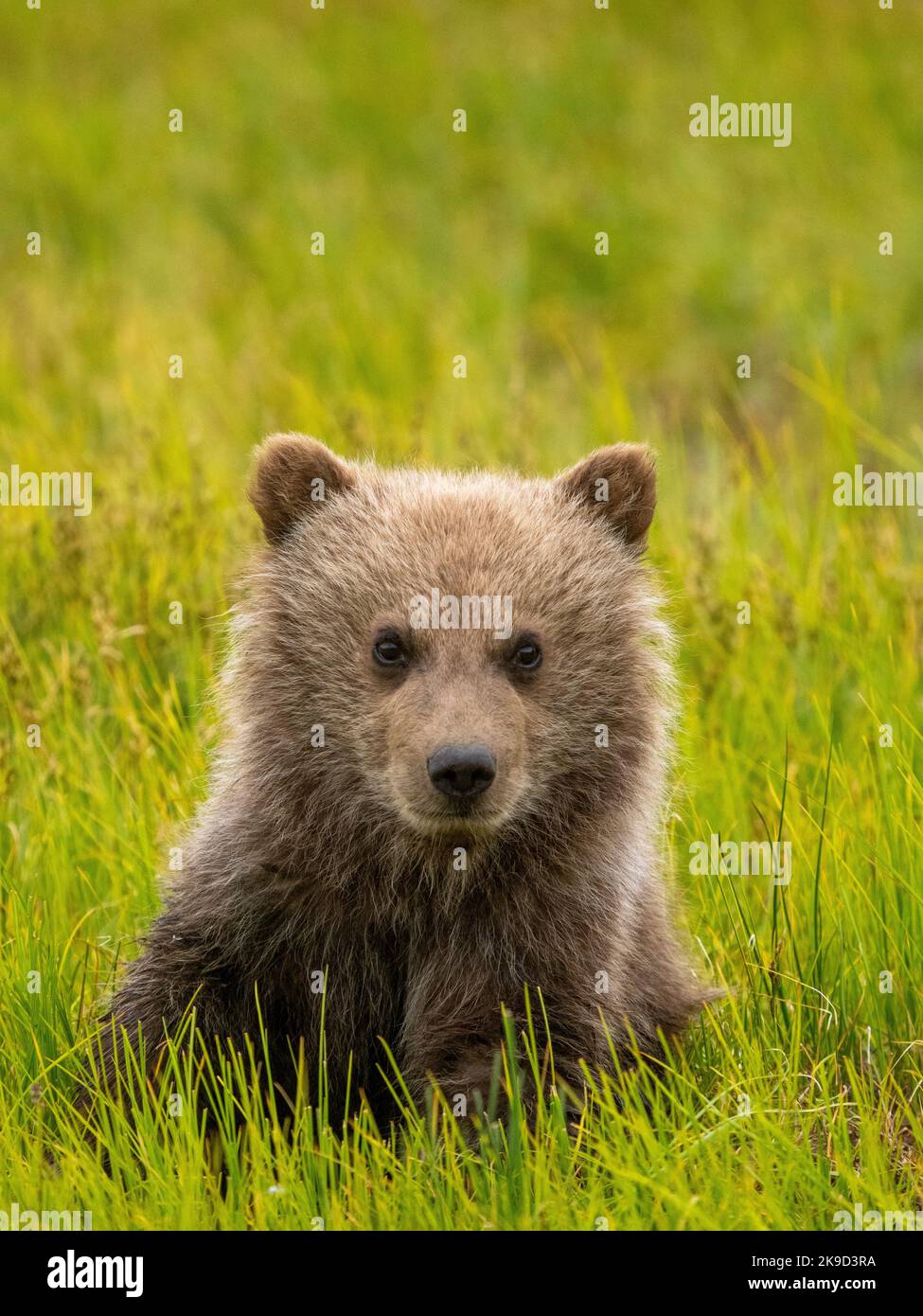 Brown / Grizzly Bear, Lake Clark National Park, Alaska Stock Photo - Alamy
