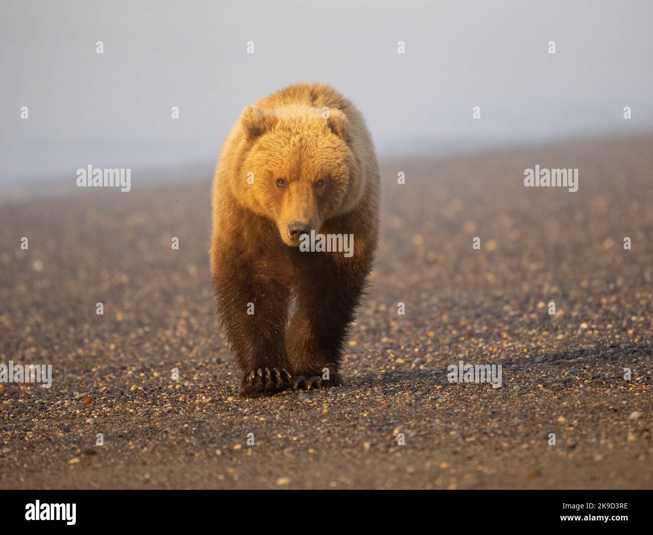 A Brown or Grizzly Bear, Lake Clark National Park, Alaska Stock Photo ...