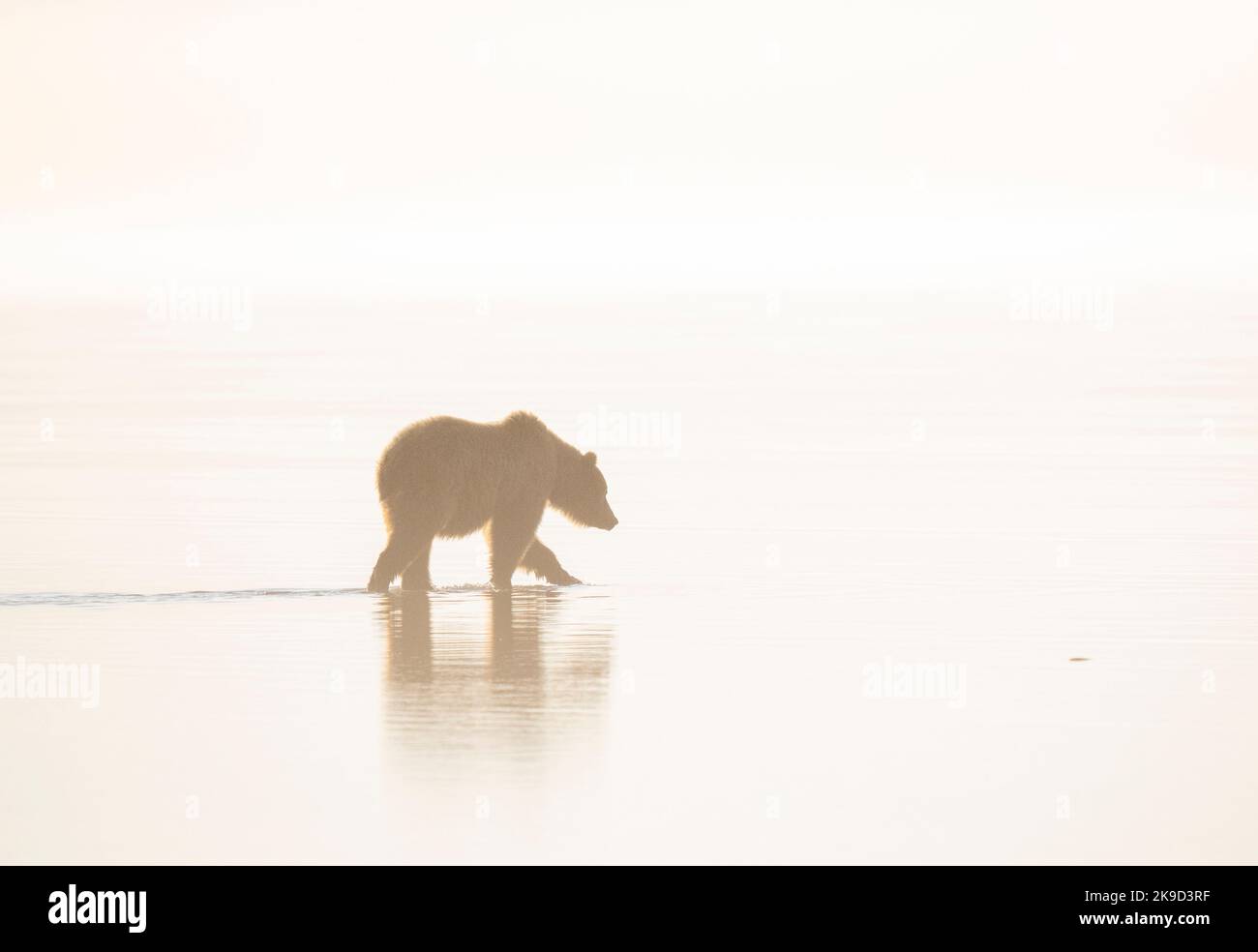 A Brown or Grizzly Bear, Lake Clark National Park, Alaska Stock Photo ...