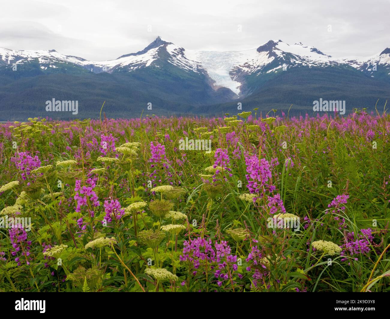 Field of Fireweed, Tongass National Forest, Alaska Stock Photo - Alamy
