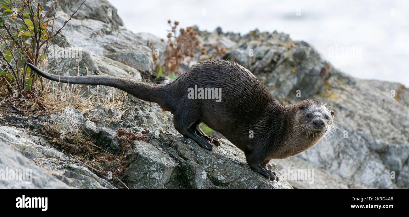 A North American river otter (Lontra canadensis) excretes on a rock ...