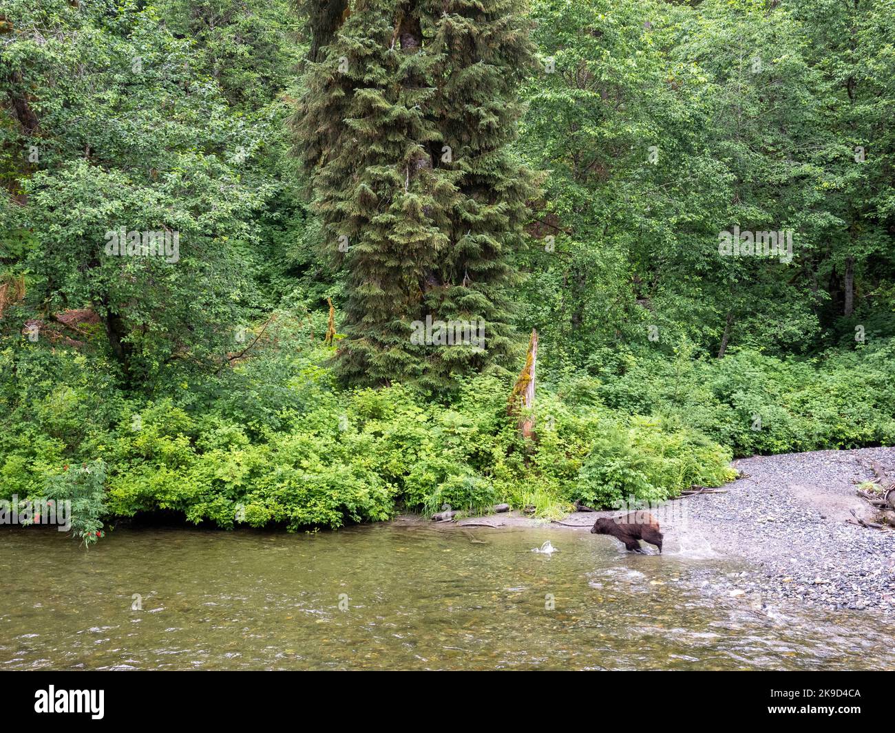 Brown bear, Pack Creek Wildlife Sanctuary, Tongass National Forest ...
