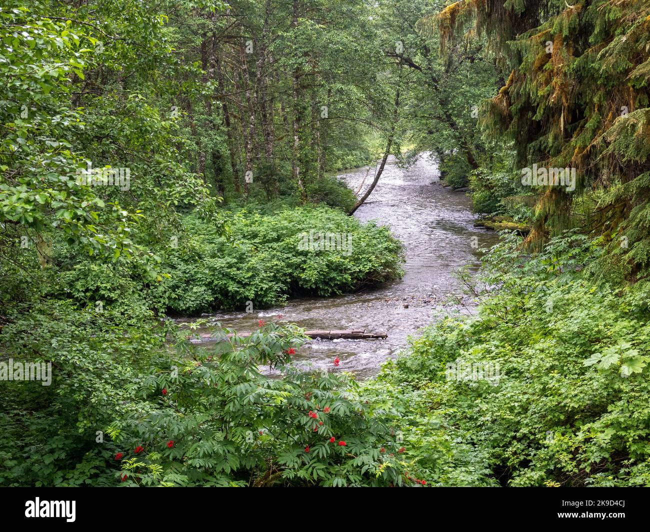 Brown bear, Pack Creek Wildlife Sanctuary, Tongass National Forest ...
