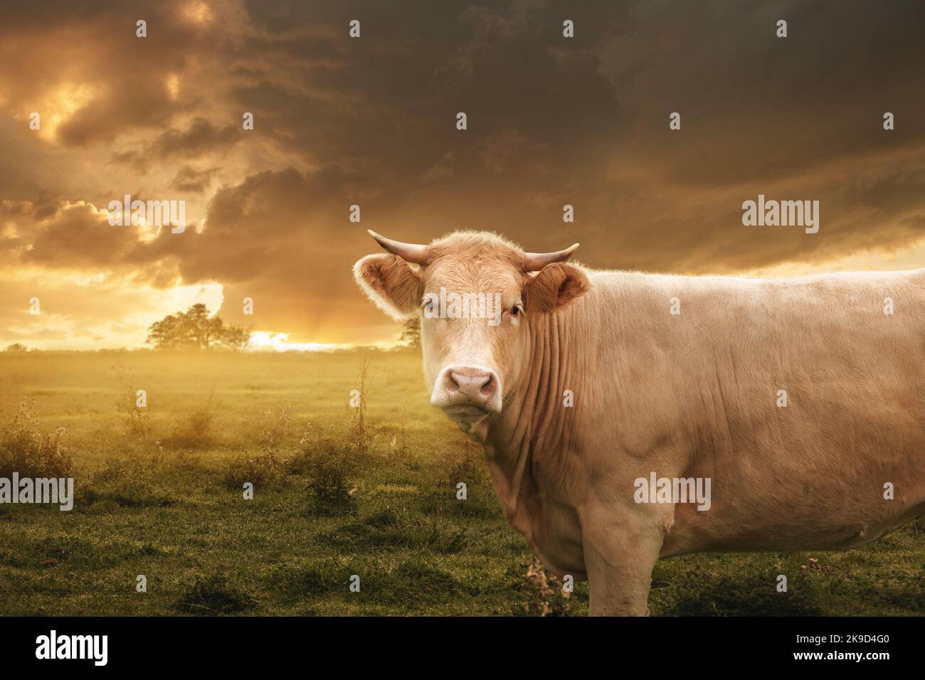 Cow with calf at sunrise hi-res stock photography and images - Alamy