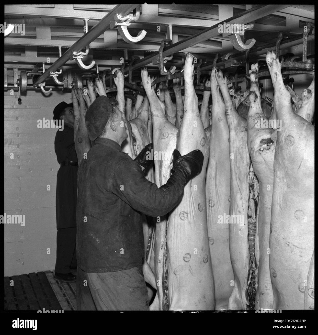 Cooling car transport. Loading of pork Stock Photo - Alamy