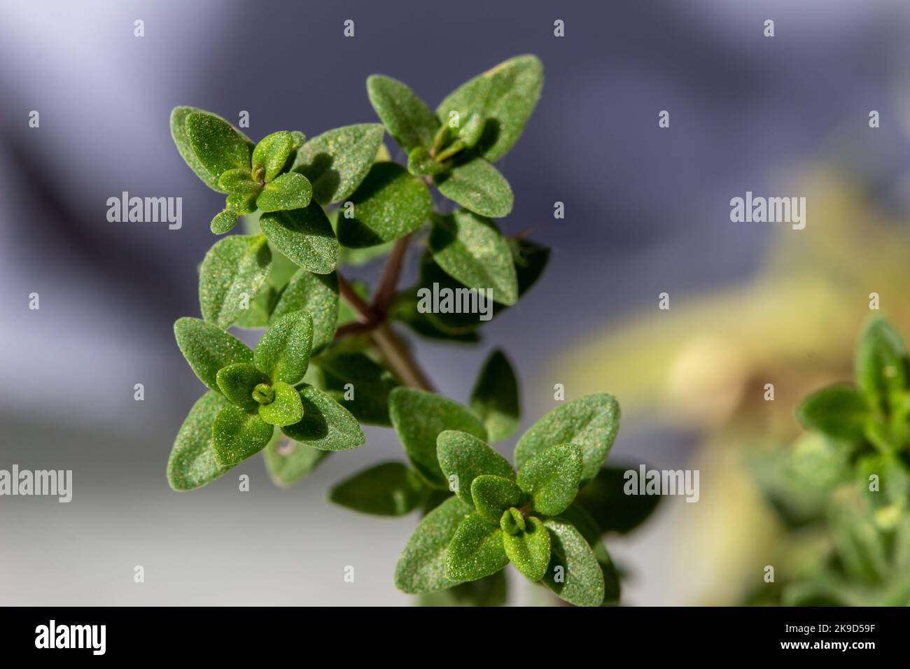 Macro abstract texture view of a sprig of thyme (thymus vulgaris) herb ...
