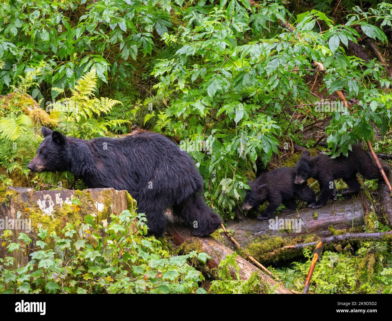 Anan Bear Observatory, Tongass National Forest, Alaska Stock Photo - Alamy