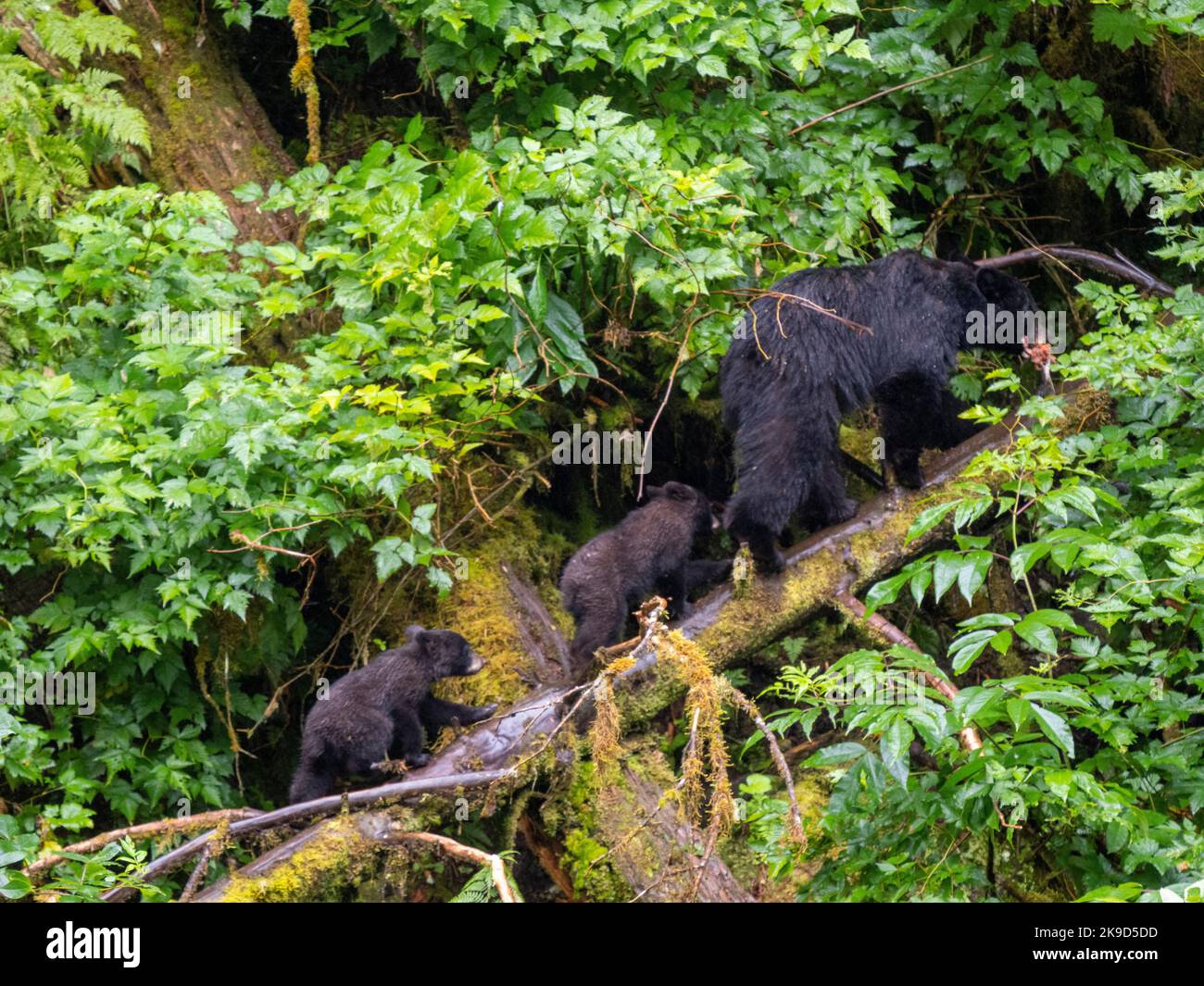 Anan Bear Observatory, Tongass National Forest, Alaska Stock Photo - Alamy