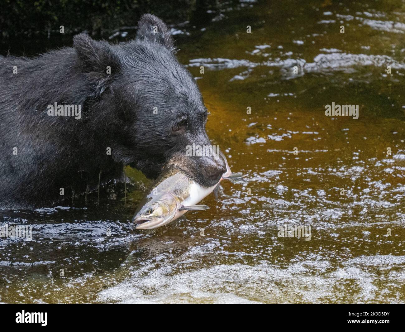 Anan Bear Observatory, Tongass National Forest, Alaska Stock Photo - Alamy