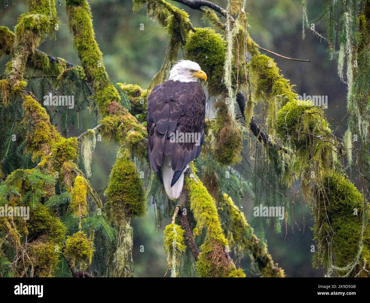 Anan Bear Observatory, Tongass National Forest, Alaska Stock Photo - Alamy