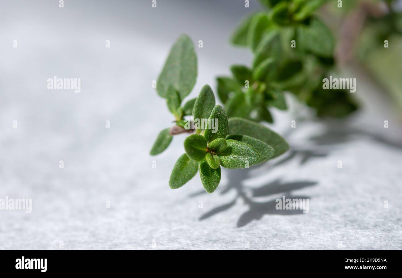 Macro abstract texture view of a sprig of thyme (thymus vulgaris) herb ...