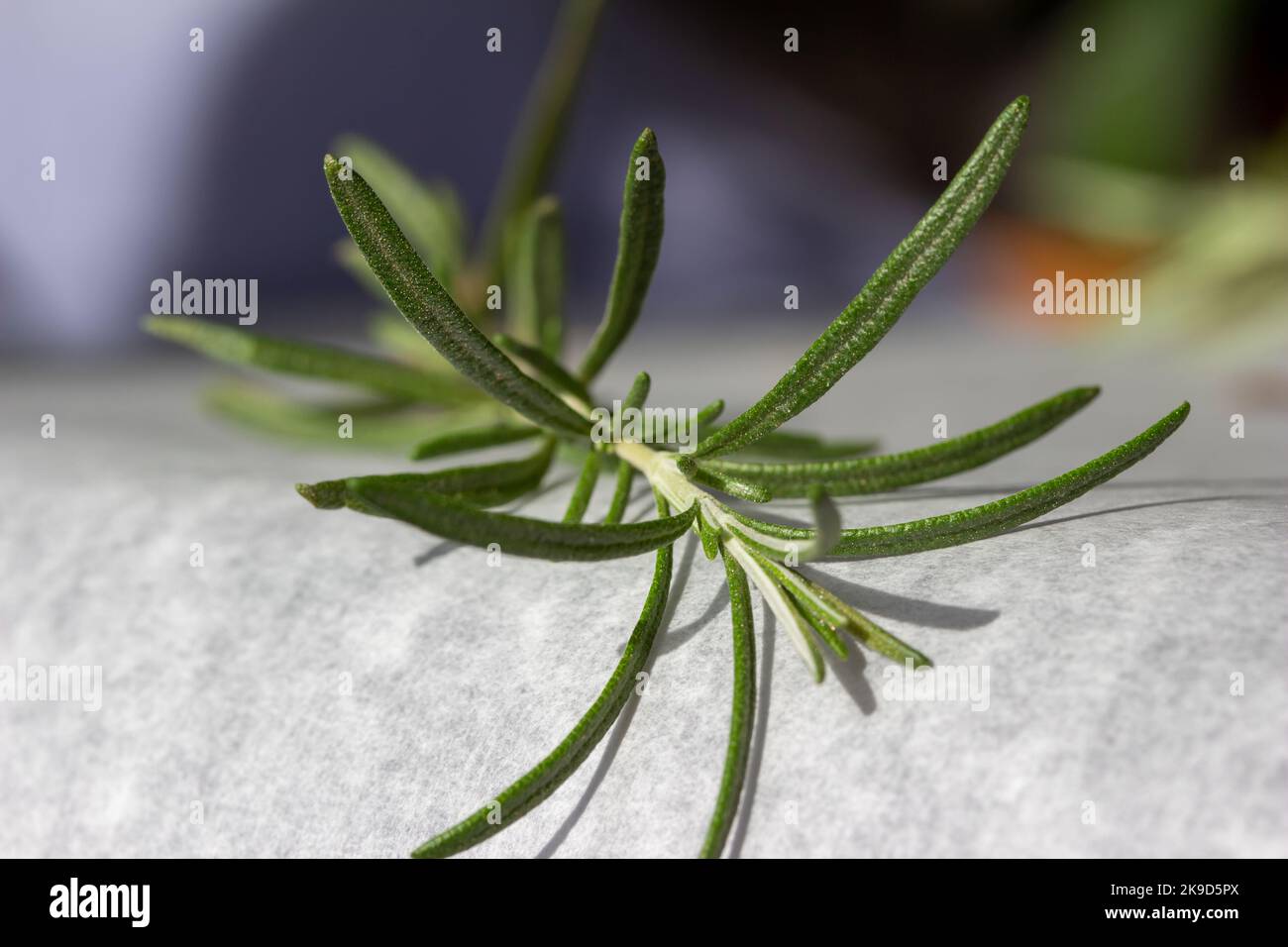Abstract macro texture view of a sprig of rosemary (salvia rosmarinus ...