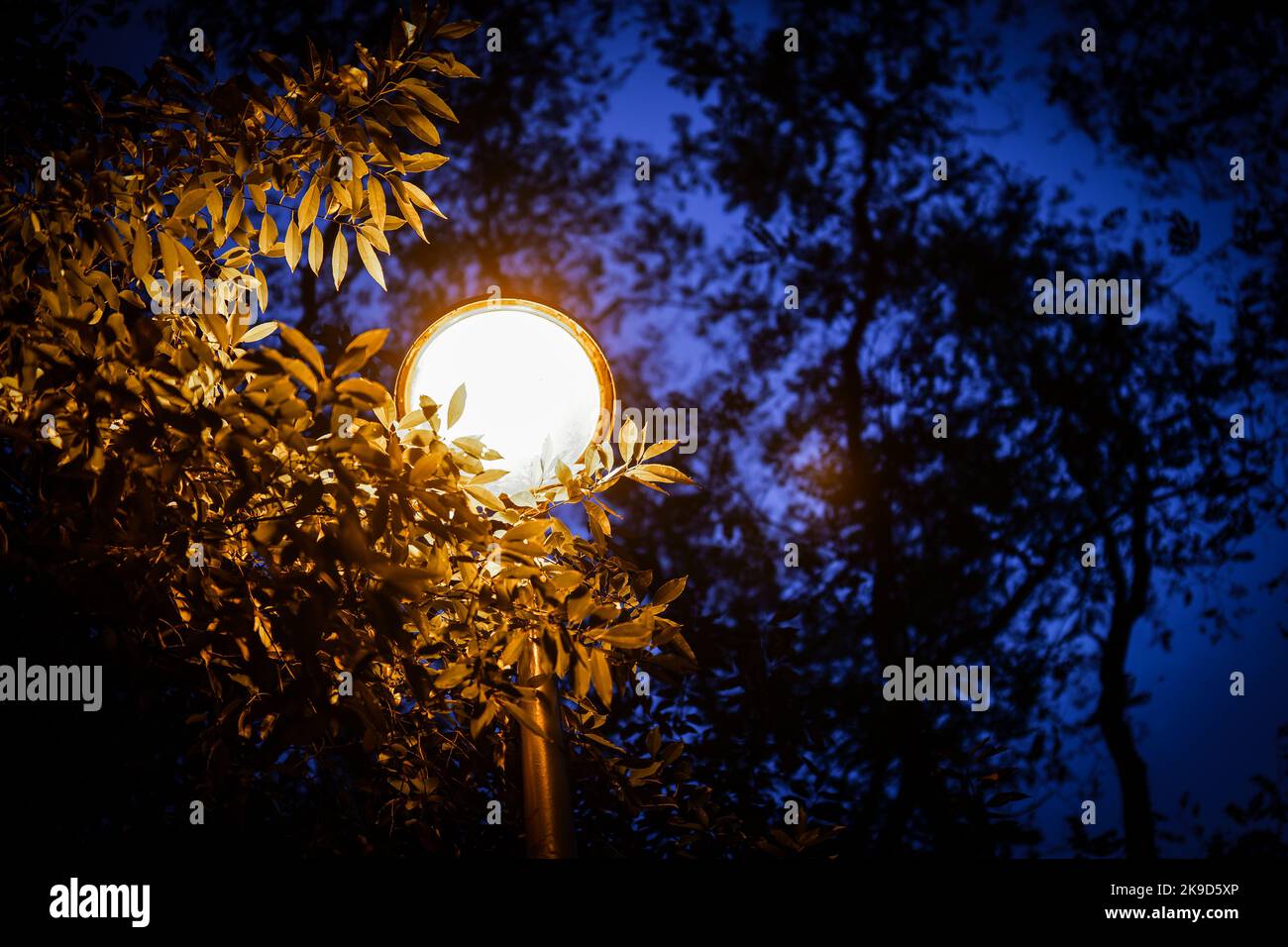 Led streetlight behind tree at night Stock Photo - Alamy