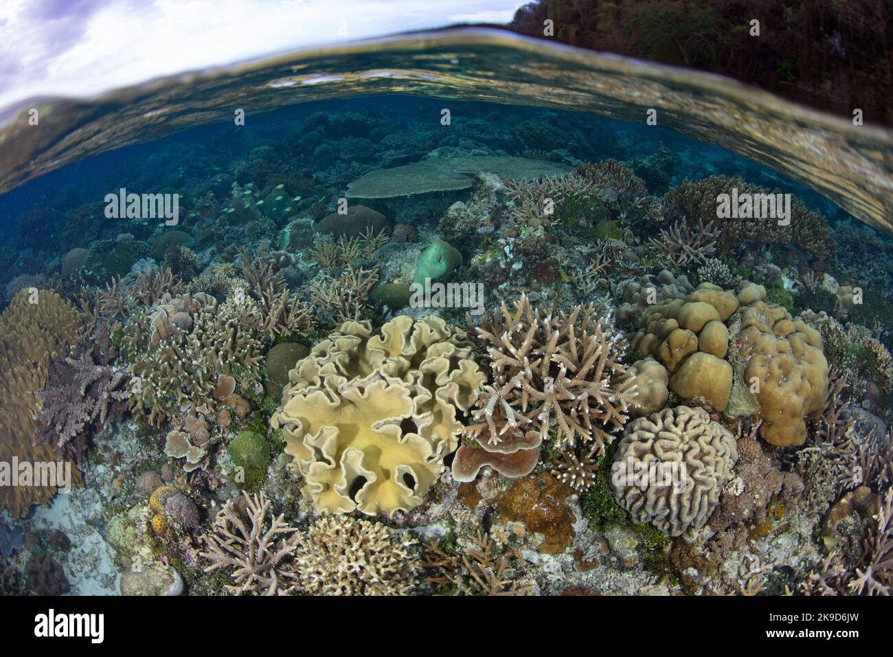 A diverse array of corals compete for space on a shallow, healthy reef ...