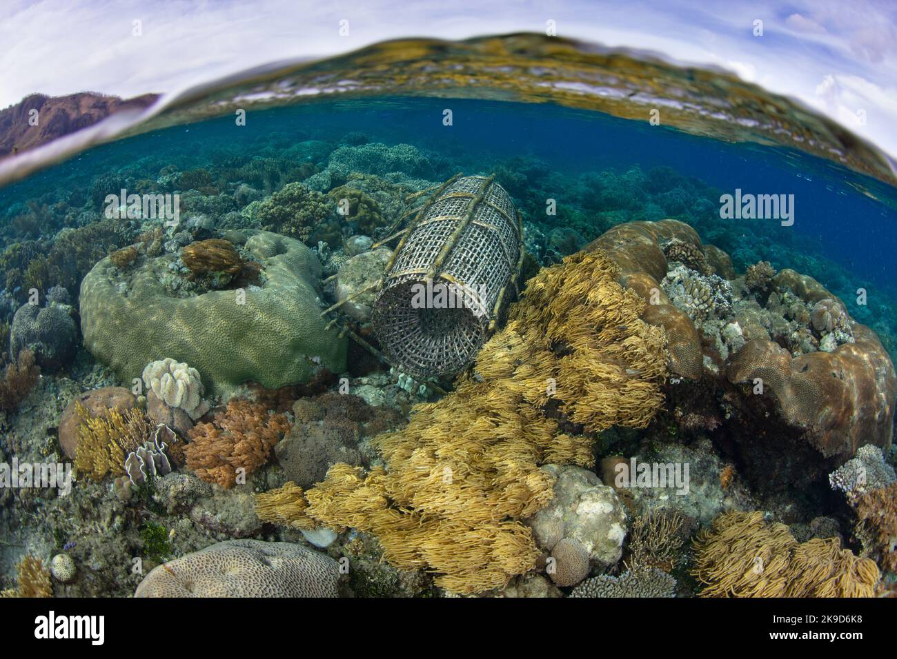 A traditional fish trap has been laid on a shallow, healthy reef near ...