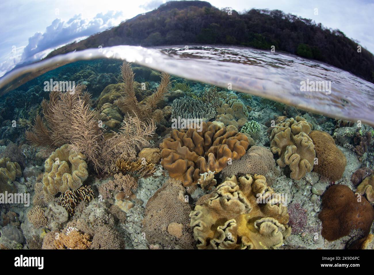 A diverse array of corals compete for space on a shallow, healthy reef ...