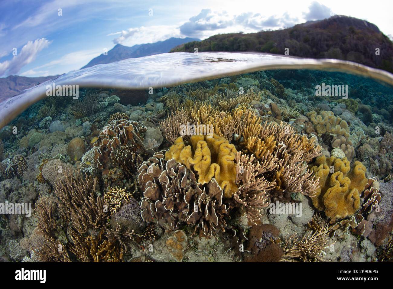 A diverse array of corals compete for space on a shallow, healthy reef ...